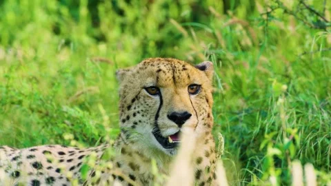 An African Spotted cheetah resting in gr... | Stock Video | Pond5