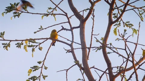 African white eye bird on tree, Africa | Stock Video | Pond5