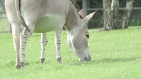 African Wild Ass Donkey Rare Endangered ... | Stock Video | Pond5