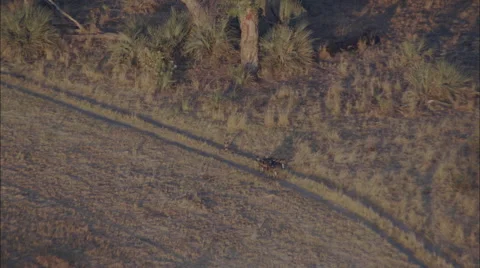 African Wild Dogs Savanna Pack | Stock Video | Pond5