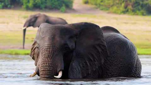 African Wild elephants diving into a riv... | Stock Video | Pond5
