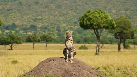 African Wildlife Safari Animals of Cheet... | Stock Video | Pond5