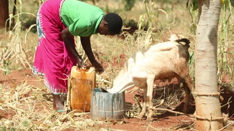 African woman watering goats on farm in ... | Stock Video | Pond5