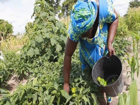 Africa Womans Stock Videos – Royalty-Free HD & 4K Videos | Pond5