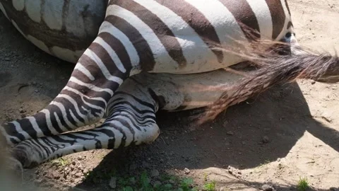 Zebra Animal Stock Footage ~ Royalty Free Stock Videos | Pond5