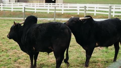 Cow With Hump Stock Video Footage | Royalty Free Cow With Hump Videos ...