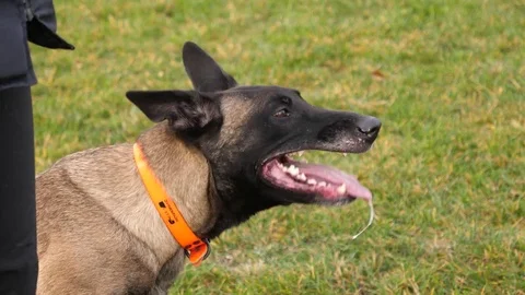 Saliva Train Stock Videos – Royalty-Free HD & 4K Videos