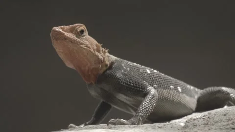 Agame des Colons (agame agame) - Reunion | Stock Video | Pond5