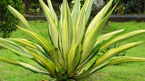 Agave Plant Stock Video Footage | Royalty Free Agave Plant Videos | Pond5