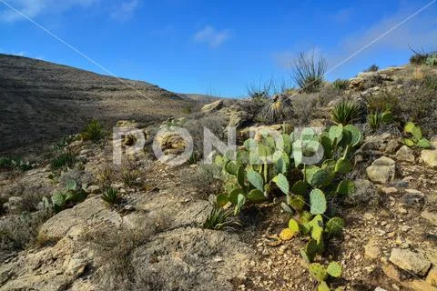 Agave, yucca, cacti and desert plants in a mountain valley landscape in ...