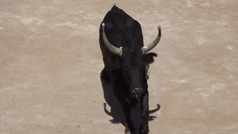 Bull Attack Stock Footage ~ Royalty Free Stock Videos | Pond5