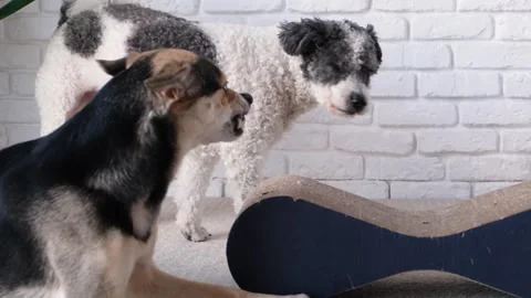 Aggressive dog barks, baring teeth. Dang... | Stock Video | Pond5