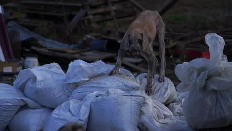 Dog Shelter Videos Stock Videos – Royalty-Free HD & 4K Videos