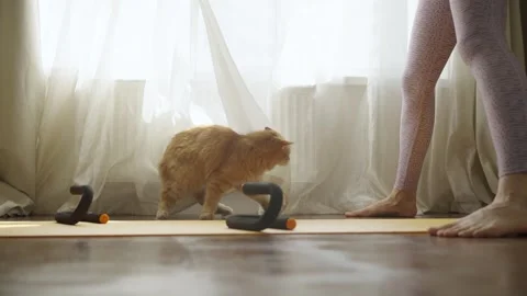 Aggressive domestic cat attacks the owne... | Stock Video | Pond5