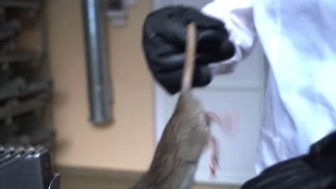 Aggressive Mouse Stock Videos – Royalty-Free HD & 4K Videos | Pond5