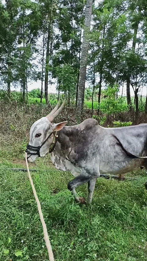 Domestic Violenx Stock Videos – Royalty-Free HD & 4K Videos