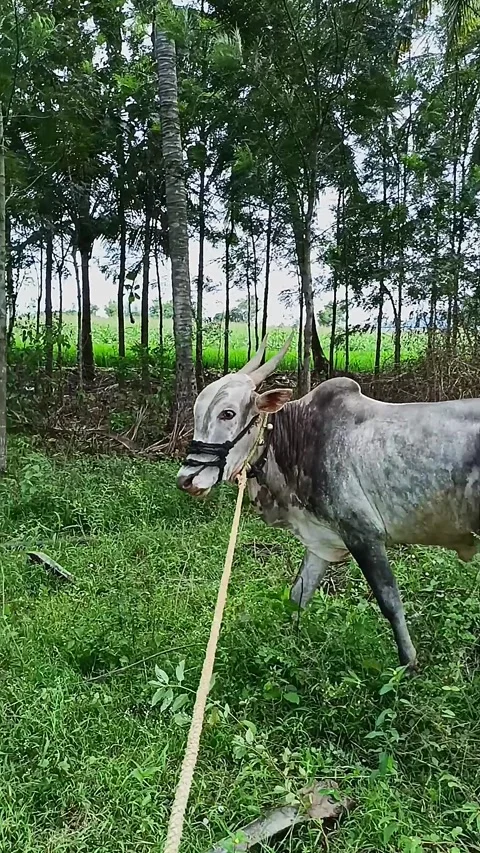 Domestic Violenx Stock Videos – Royalty-Free HD & 4K Videos