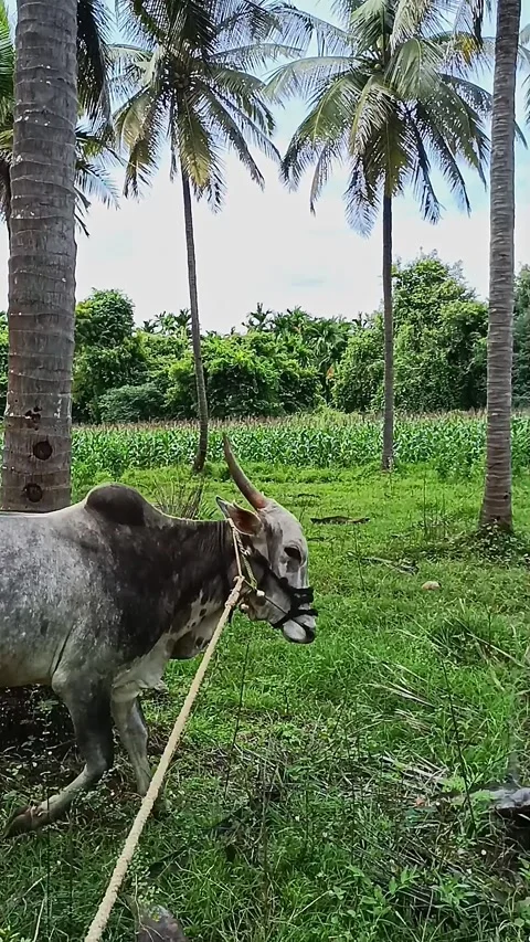 Domestic Violenx Stock Videos – Royalty-Free HD & 4K Videos