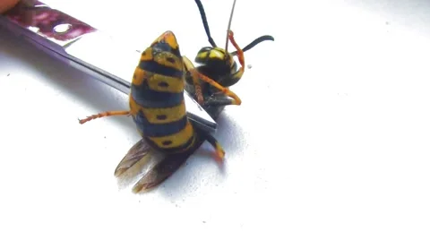 Wasp Sting Stock Video Footage | Royalty Free Wasp Sting Videos | Pond5