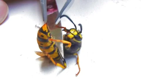 Wasp Sting Stock Video Footage | Royalty Free Wasp Sting Videos | Pond5