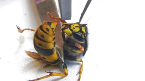 Sting Wasp Stock Videos – Royalty-Free HD & 4K Videos | Pond5