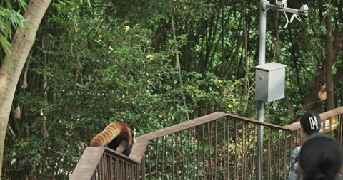 Red Panda Lady Stock Videos – Royalty-Free HD & 4K Videos