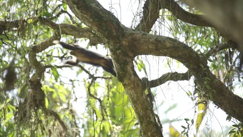 Agile Monkey Leaping Between Tree Branch... | Stock Video | Pond5