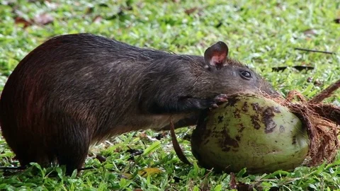 Agouti Stock Video Footage | Royalty Free Agouti Videos | Pond5