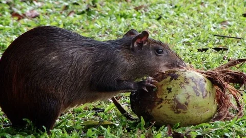 Agouti Stock Video Footage | Royalty Free Agouti Videos | Pond5