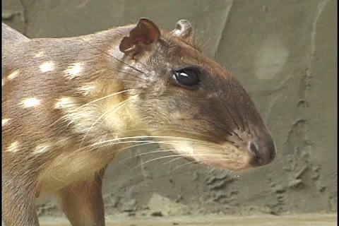 Paca Stock Footage ~ Royalty Free Stock Videos | Pond5