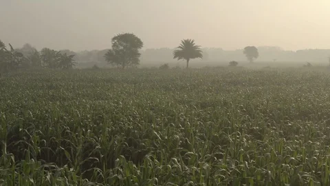 Agricultural fields of corn, 4k aerial s... | Stock Video | Pond5
