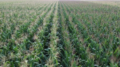 Agricultural land with corn crops. | Stock Video | Pond5