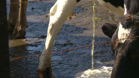 Animal Cow Urination Stock Video Footage | Royalty Free Animal Cow ...