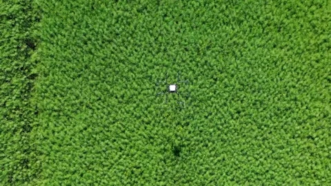 agriculture drone flying over a field of... | Stock Video | Pond5