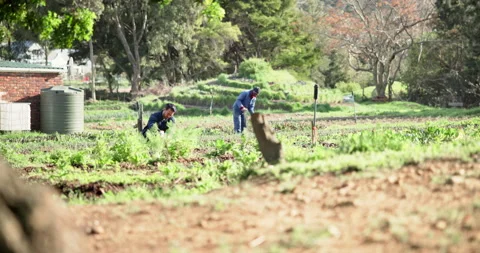 Farming Vegetables Stock Videos – Royalty-Free HD & 4K Videos | Page 6