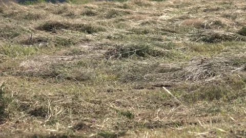 Agriculture Field, Mowed Grass for Farm ... | Stock Video | Pond5