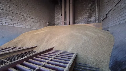 Agriculture Grain shortage Barley grain ... | Stock Video | Pond5