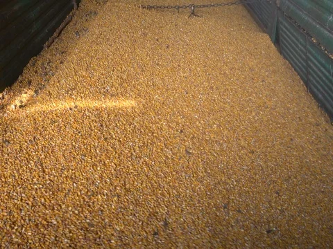 Agriculture Truck Loading Corn in silos ... | Stock Video | Pond5