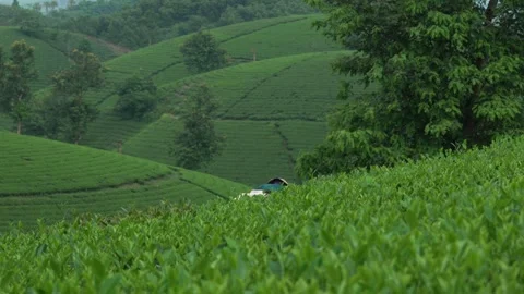 Work Tea Stock Videos – Royalty-Free HD & 4K Videos