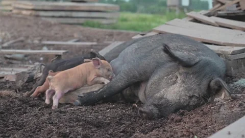 agro farm, animals walk on the farm, a p... | Stock Video | Pond5