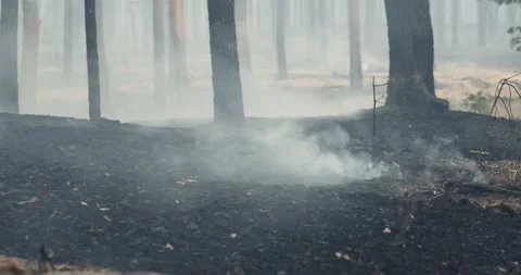 Air pollution caused by fire in woods, c... | Stock Video | Pond5