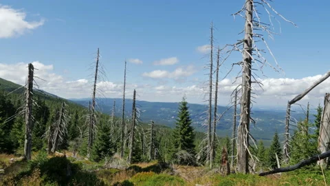 Air pollution. Dead trees. Co2 and So2 e... | Stock Video | Pond5