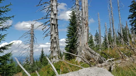 Air pollution. Dead trees. Co2 and So2 e... | Stock Video | Pond5