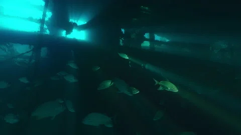 Alarge school of fish tomates grunts Hae... | Stock Video | Pond5