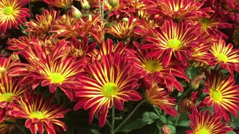 Fall Mums Stock Video Footage | Royalty Free Fall Mums Videos | Pond5
