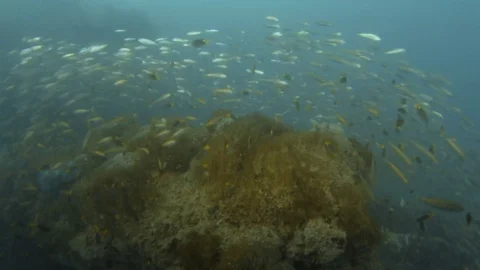 Fish Alarm Stock Videos – Royalty-Free HD & 4K Videos