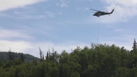 Bambi Black Stock Videos – Royalty-Free HD & 4K Videos | Pond5