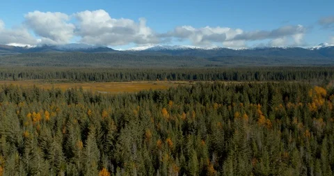 Muskeg Stock Video Footage | Royalty Free Muskeg Videos | Pond5