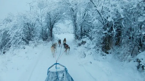 Dog Sled Race Stock Videos – Royalty-Free HD & 4K Videos