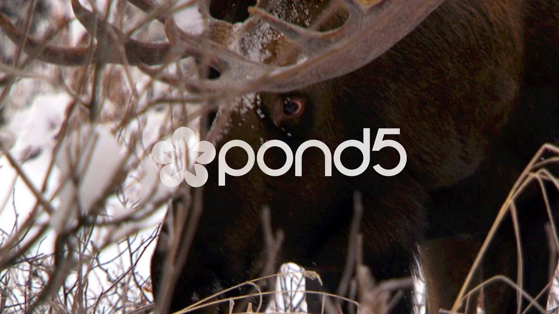Moose Eat In Winter